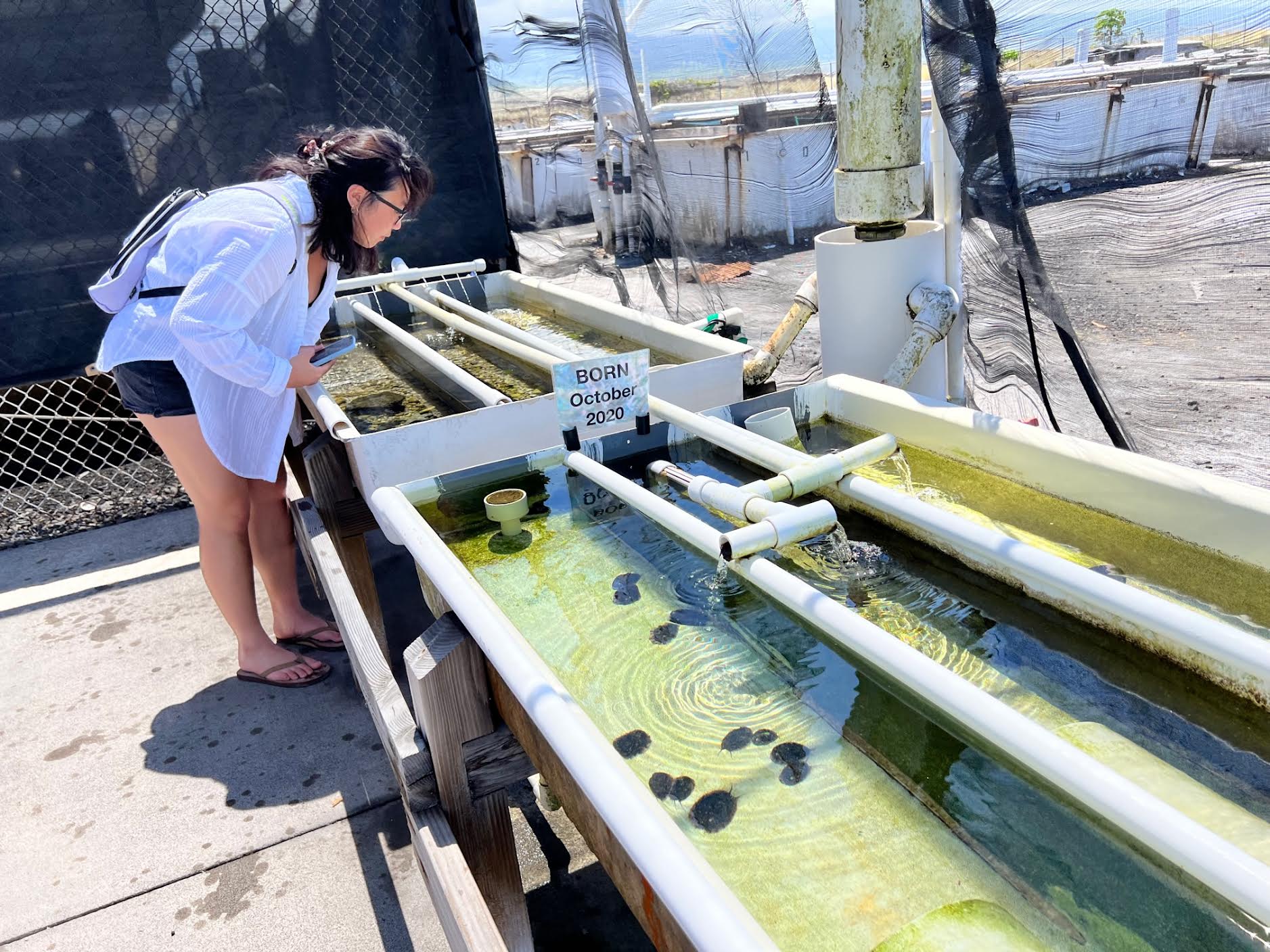 Our Abalone Farm Tour on the Big Island - Pragmatic Mom